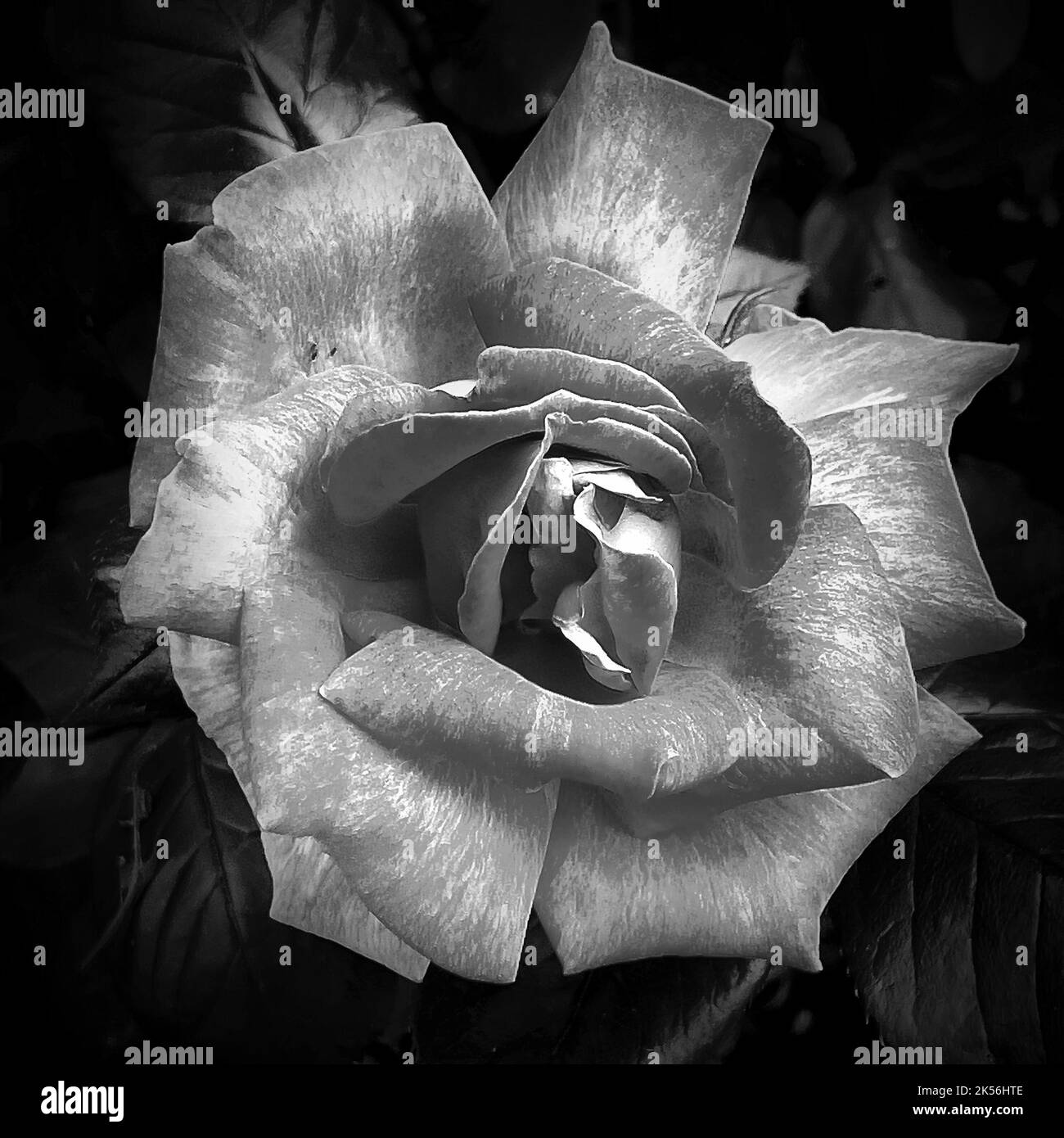 Rose square -Fotos und -Bildmaterial in hoher Auflösung – Alamy