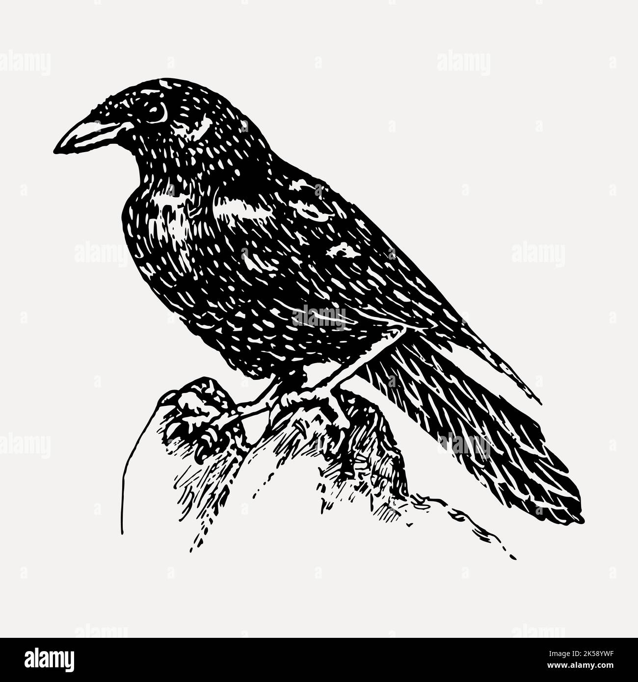 Rabe clipart Stock-Vektorgrafiken kaufen - Alamy