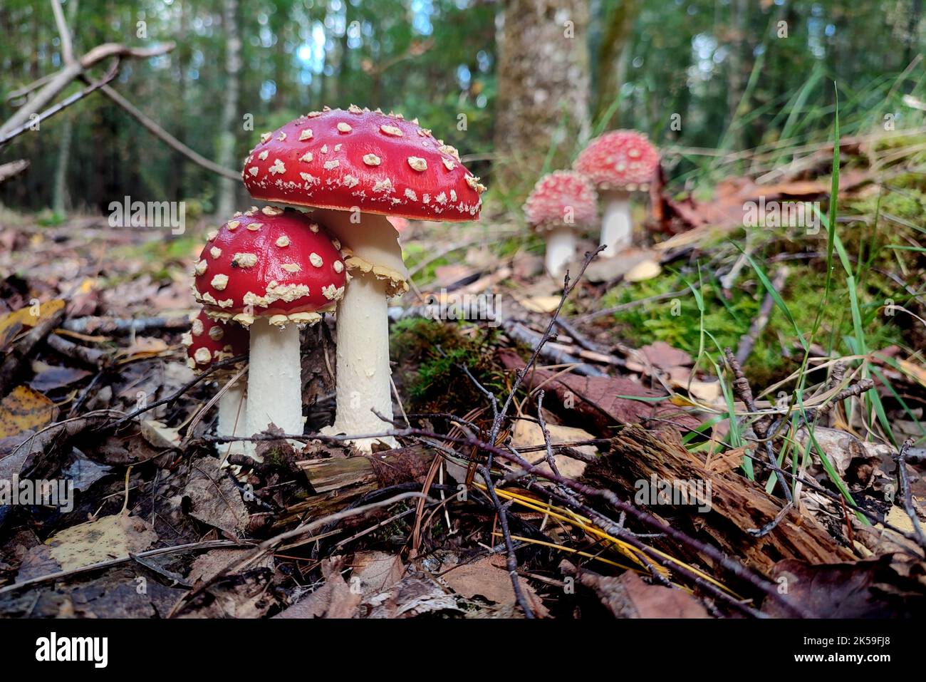 Köstlicher wilder pilz -Fotos und -Bildmaterial in hoher Auflösung – Alamy