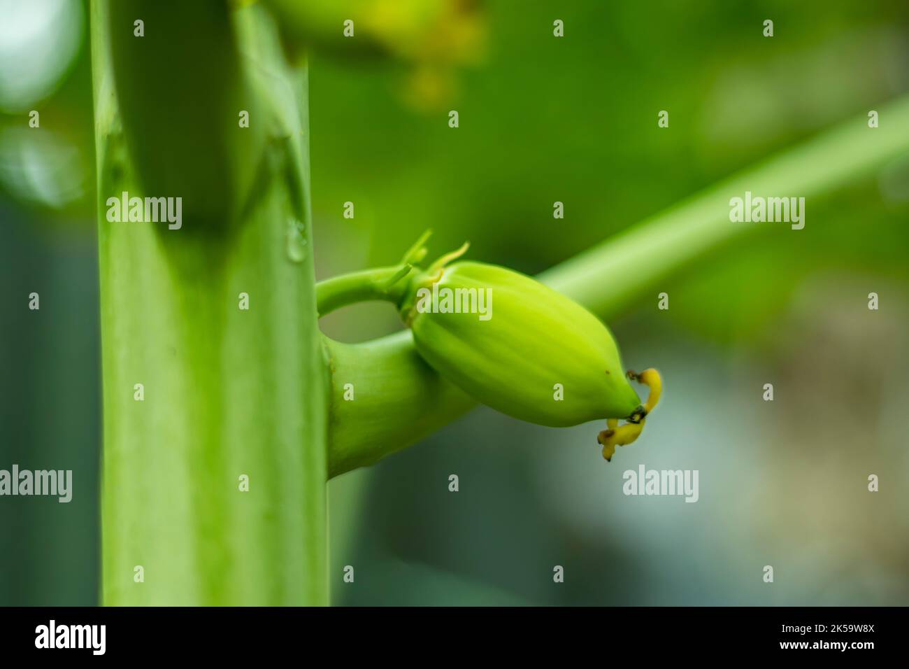 Die rohe grüne Papaya und der Baum sind ein kurzlebiger und schnell ...