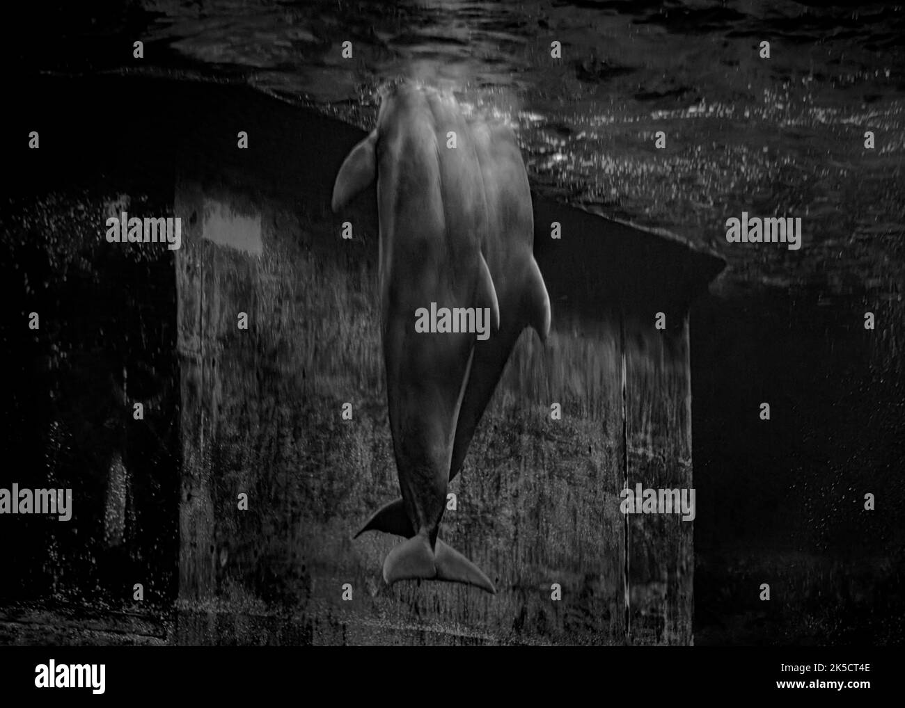 Delfin sprache -Fotos und -Bildmaterial in hoher Auflösung – Alamy