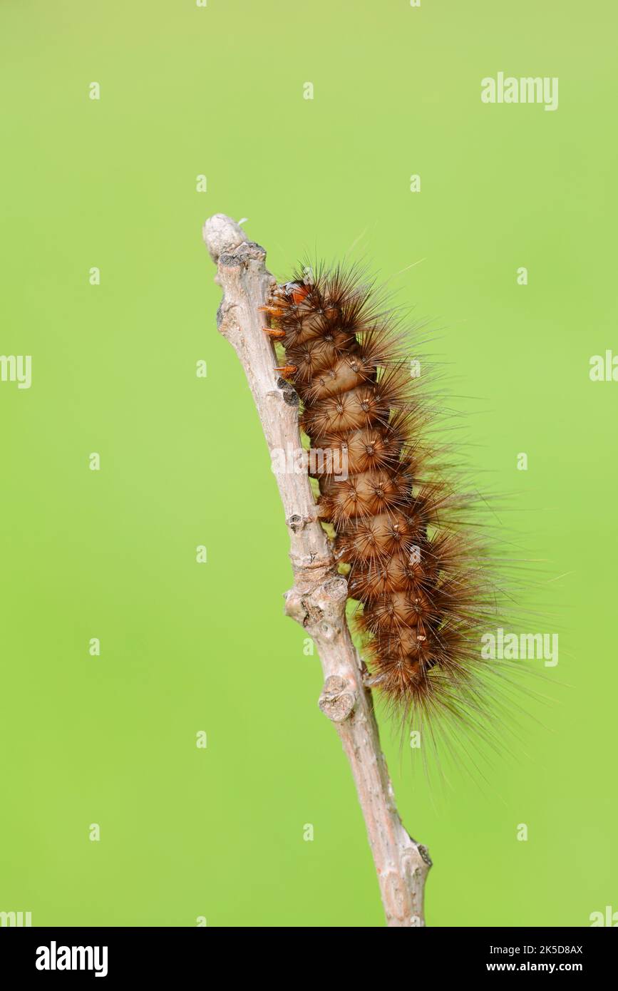 Breitflugeliger Fleckleibbaer oder Weisse Tigermotte (Spilosoma ...