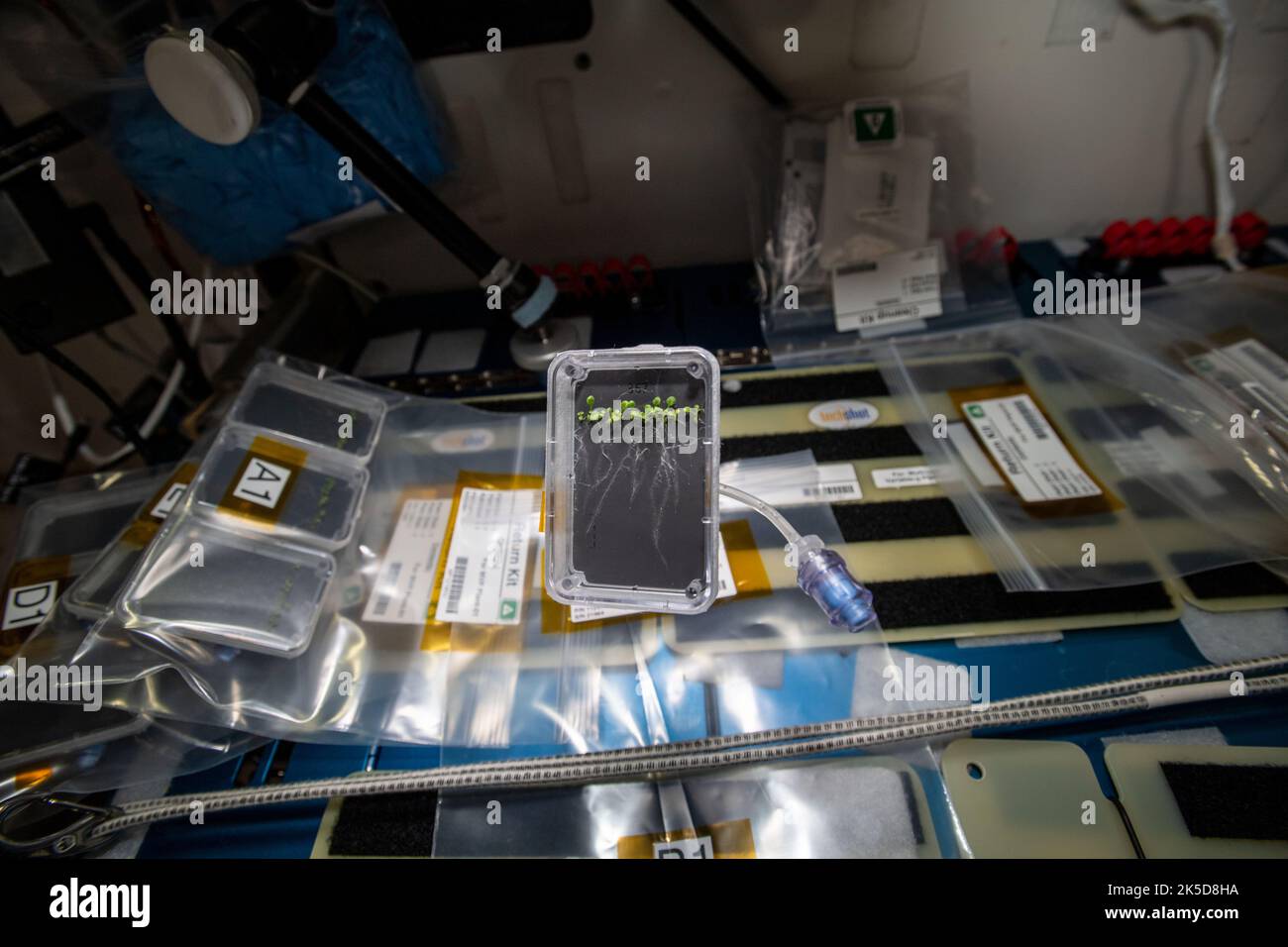 Ein Blick auf die MVP-Plant-01 Petrischalen mit Sämlingen. Plant RNA ...