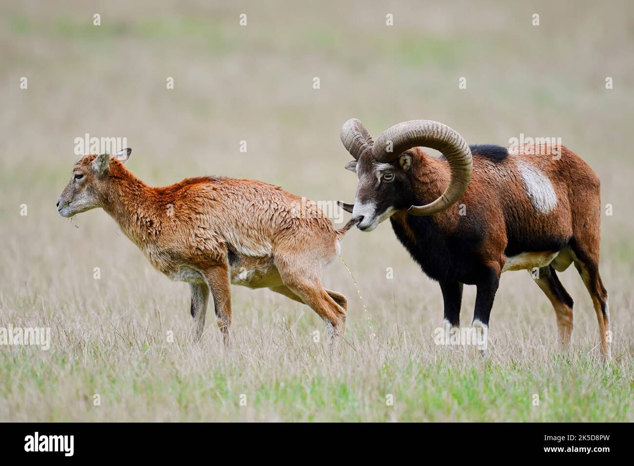 Europäischer Mufflon (Ovis gmelini musimon), Widder und Weibchen auf ...