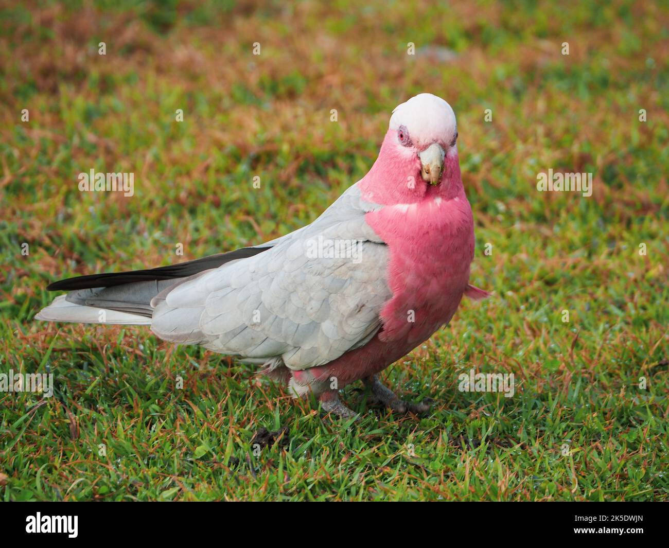 Australischer Vogel, ein GALAH oder Pink-und-Grey-Kakadu, Fütterung auf ...