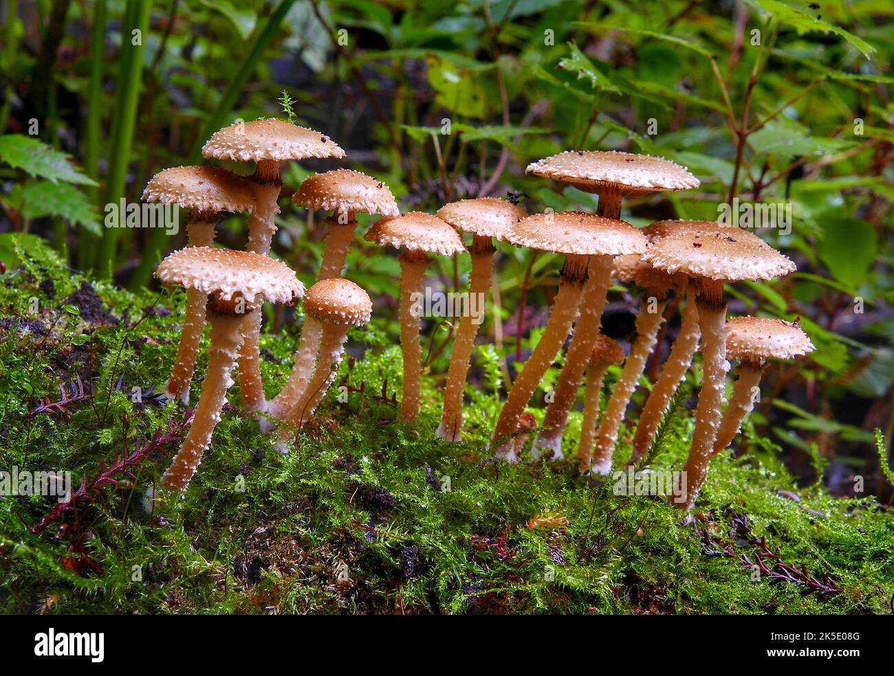 Pholiota subflammans -Fotos und -Bildmaterial in hoher Auflösung – Alamy