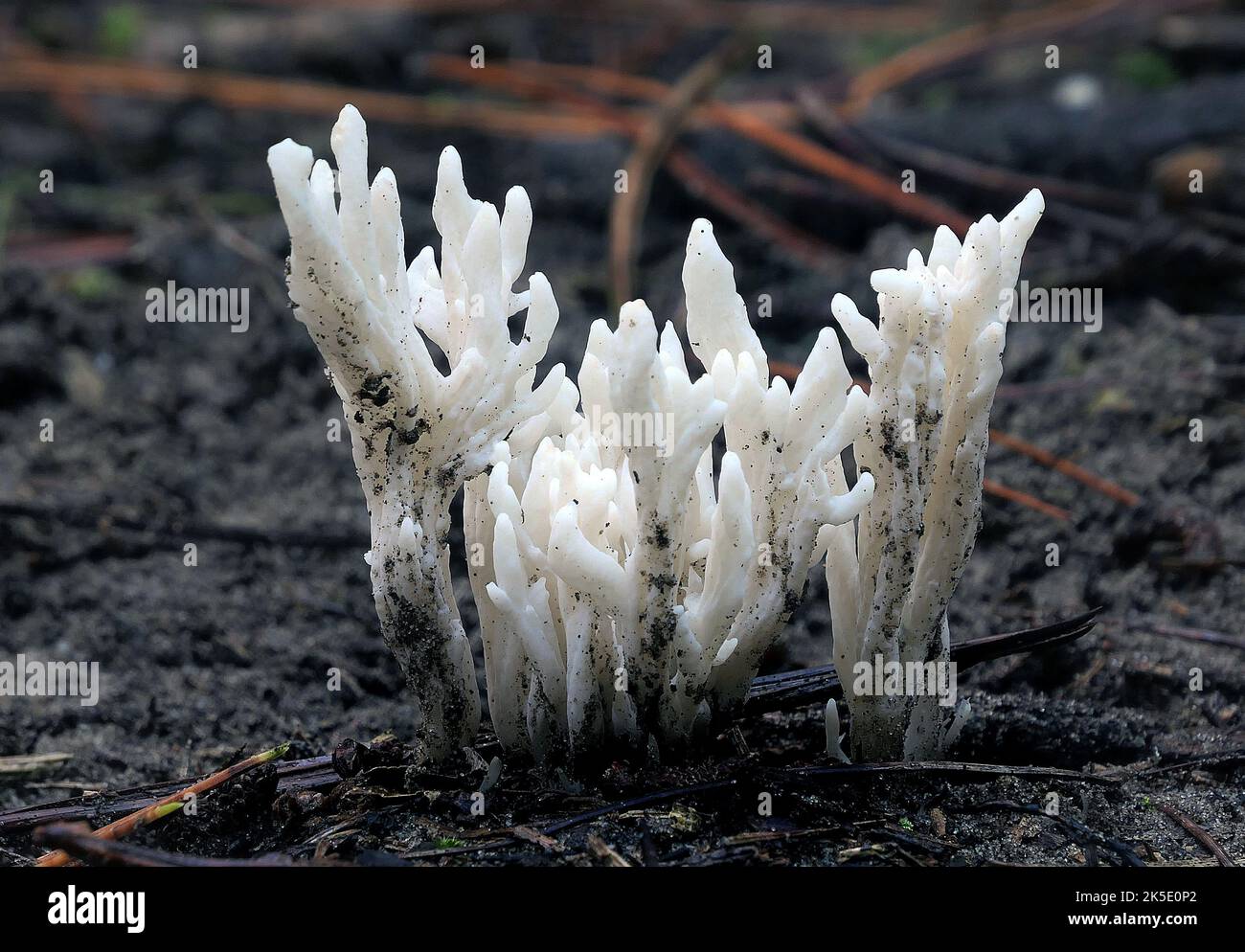 R pallida -Fotos und -Bildmaterial in hoher Auflösung – Alamy