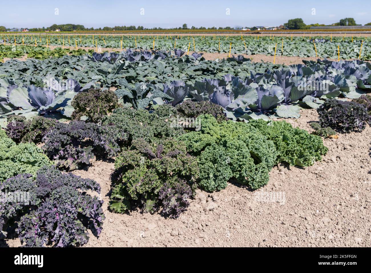 Ackerland mit verschiedenen Kohlarten wie Rotkohl, Grünkohl und ...