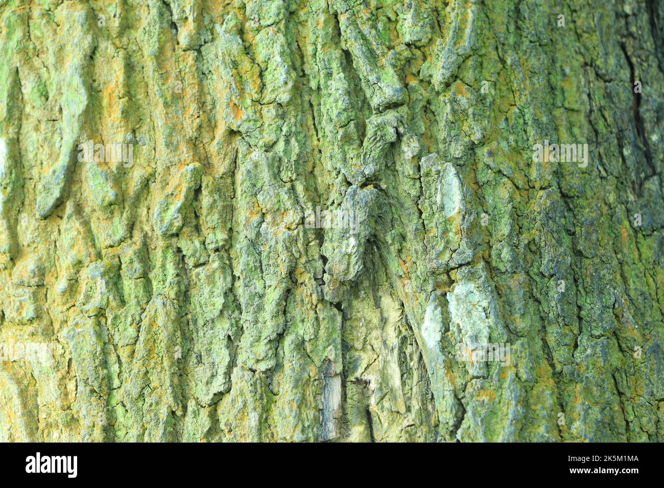Geprägte Textur der Rinde von Eiche mit grünem Moos. Panoramafoto der ...