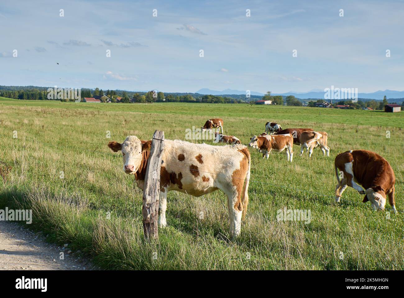 Rinder weiden auf dem oberland -Fotos und -Bildmaterial in hoher ...