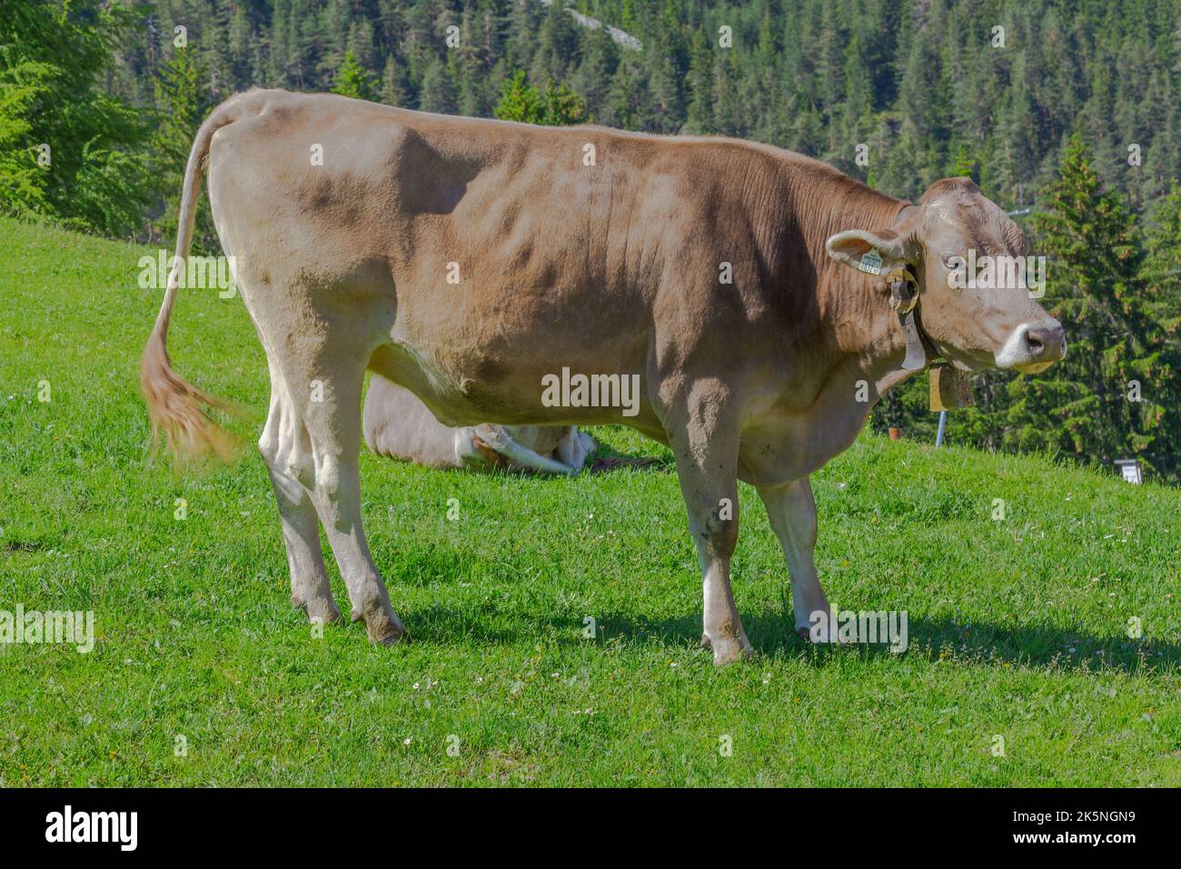Eine Kuh, die sich in der Sonne auf der Alpwiese in den apls sonnt ...