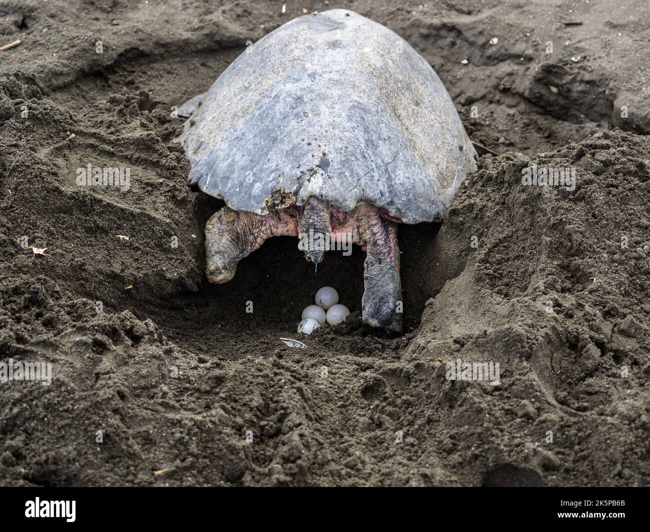 Turtle eggs -Fotos und -Bildmaterial in hoher Auflösung – Alamy