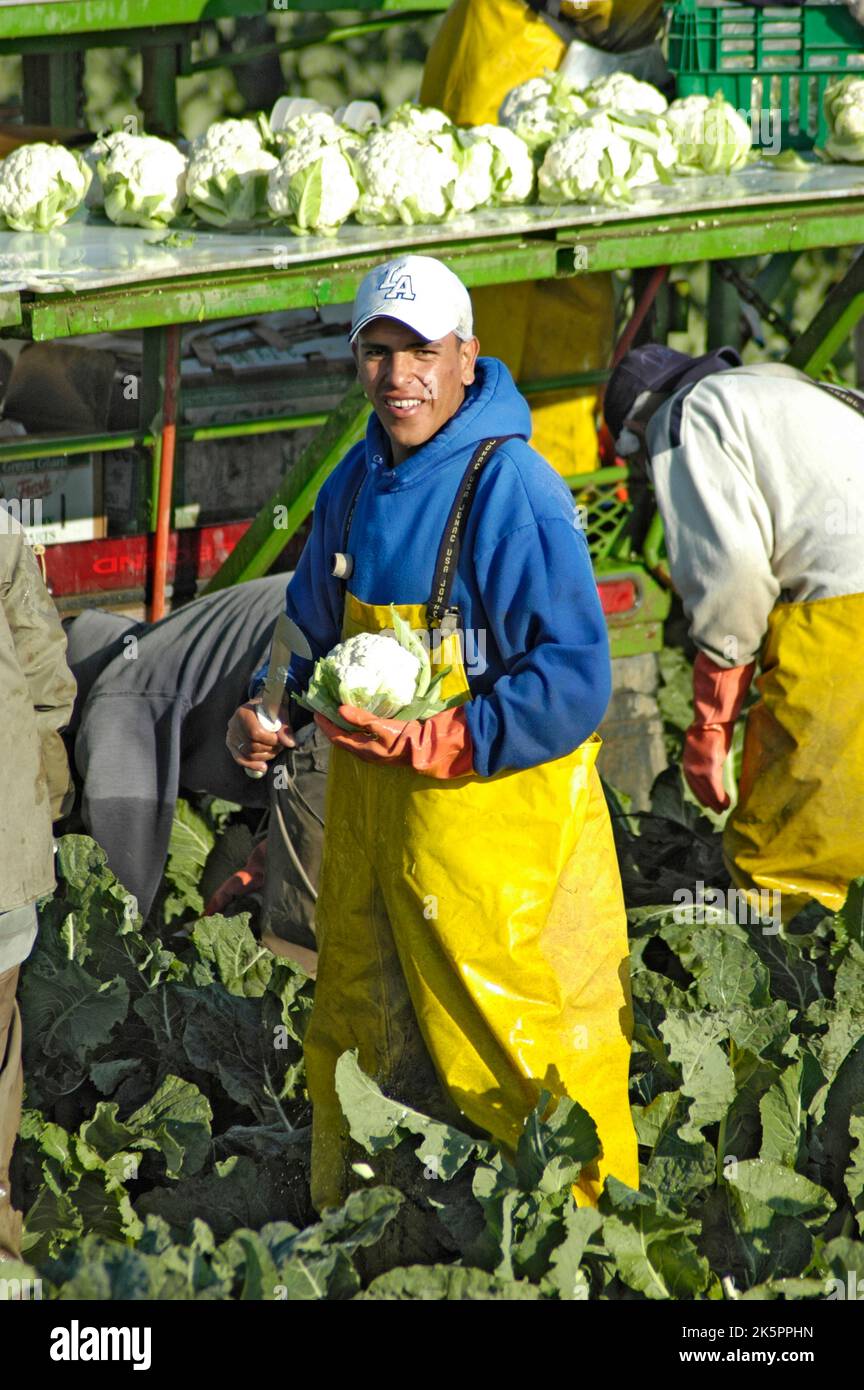 Blumenkohl-Ernte in Zentralkalifornien von lateinamerikanischen ...