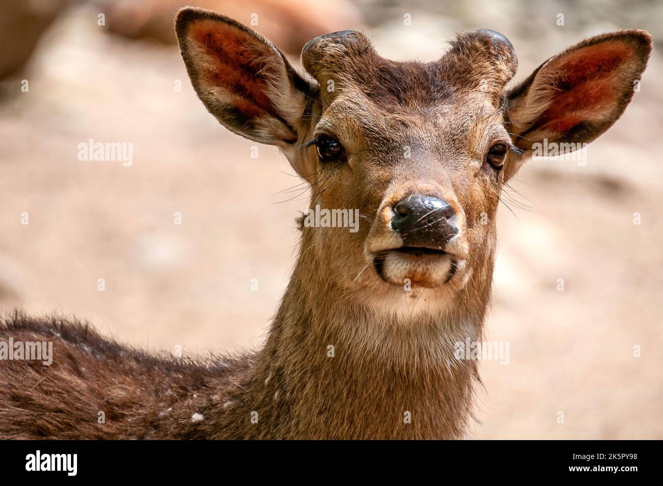 Rut logo design -Fotos und -Bildmaterial in hoher Auflösung – Alamy