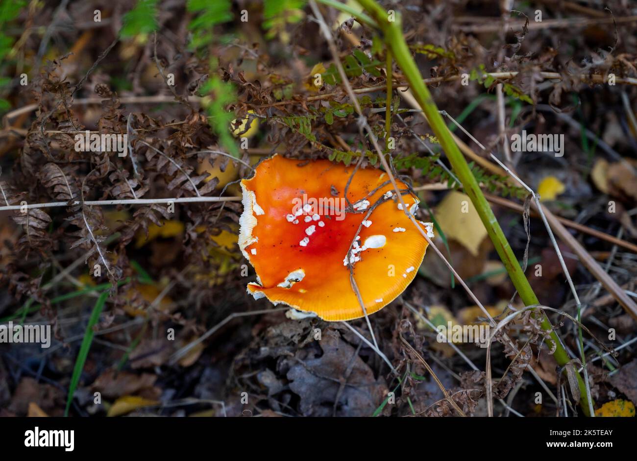 Rot mit weißen Flecken Amanita muscaria (Fliegenpilze) Pilze im Ashdown ...