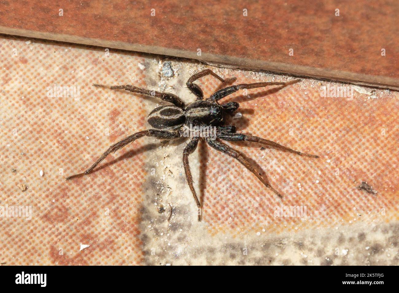 Wolf spider wolf spiders male -Fotos und -Bildmaterial in hoher ...