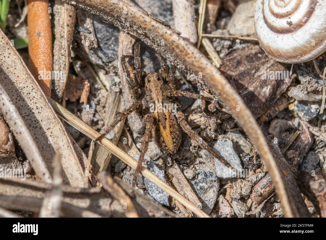 Wolf spider wolf spiders male -Fotos und -Bildmaterial in hoher ...