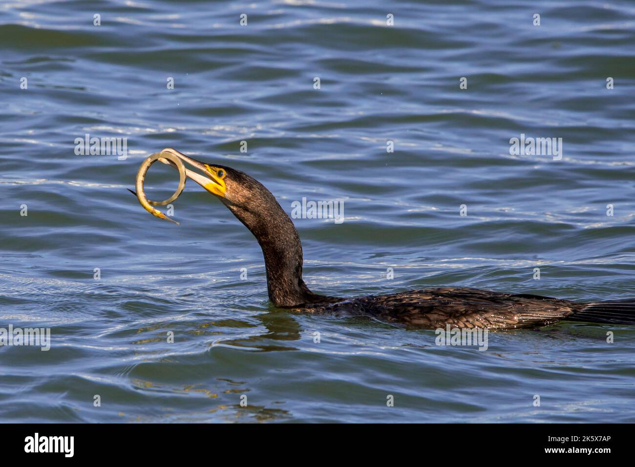 Der Kormoran (Phalacrocorax carbo) schwimmt entlang der Nordseeküste ...