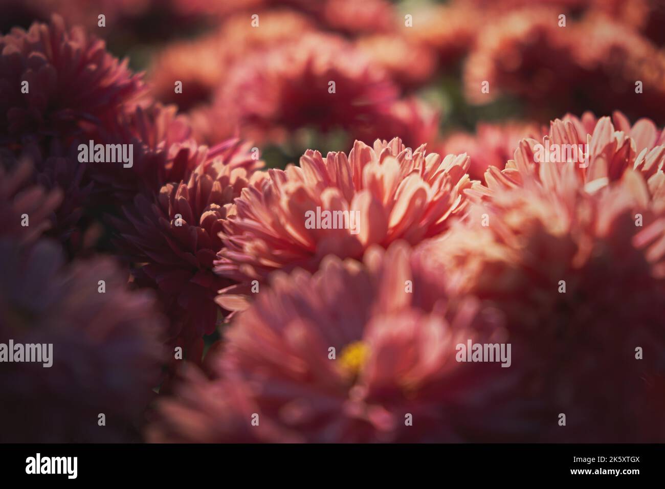 Authentischer herbst -Fotos und -Bildmaterial in hoher Auflösung – Alamy