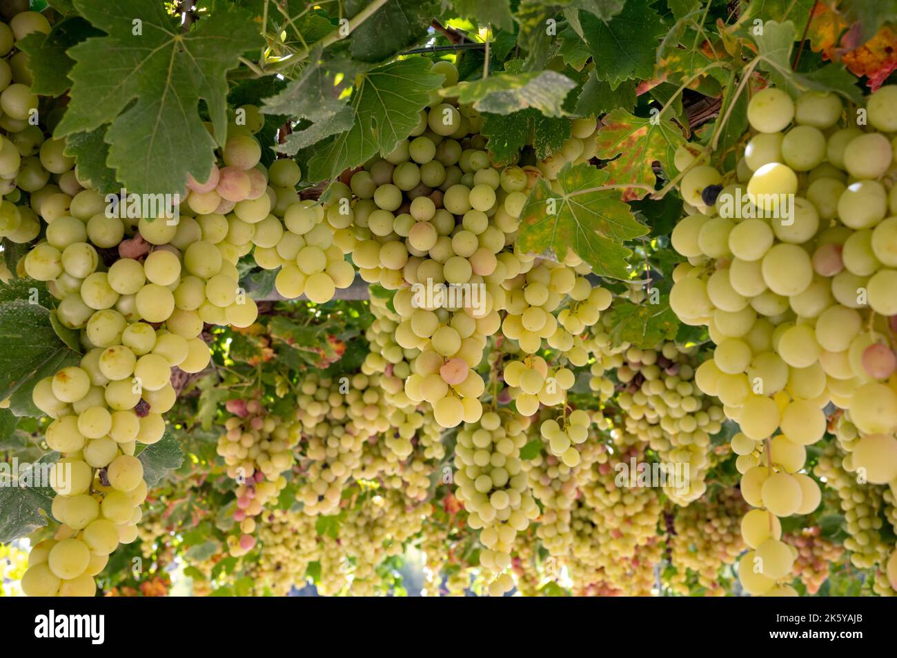 Mavro trauben der rebe -Fotos und -Bildmaterial in hoher Auflösung – Alamy