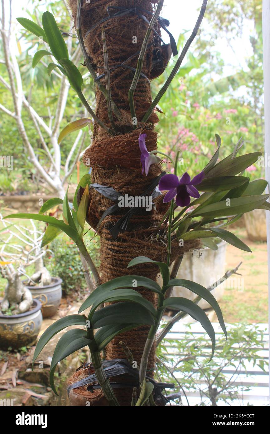 Sakda blau -Fotos und -Bildmaterial in hoher Auflösung – Alamy