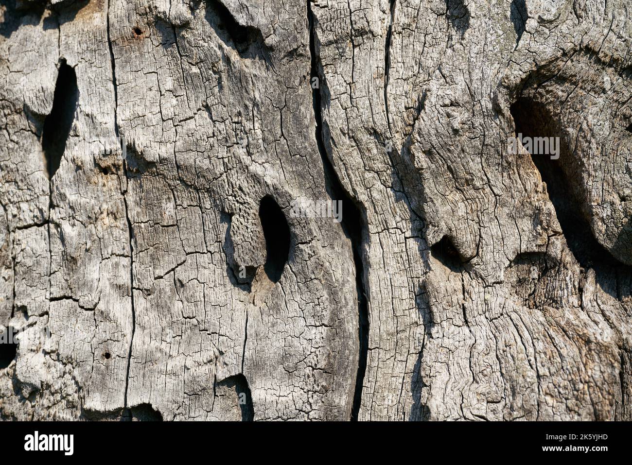 Futtertunnel eines großen steinbock-Käfers, Cerambyx cardo, im Holz ...