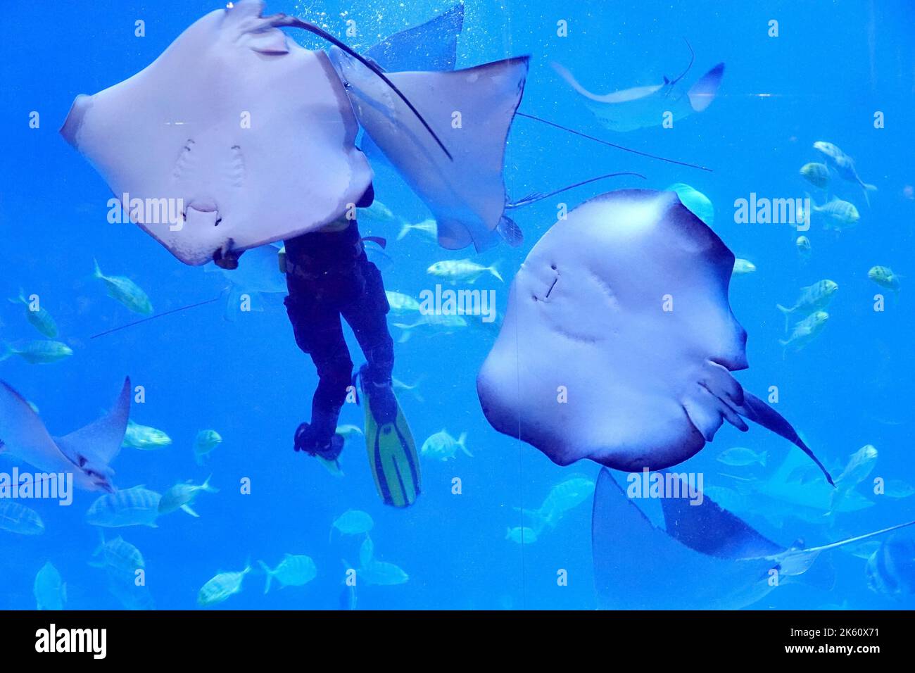 YANTAI, CHINA - 1. OKTOBER 2022 - Aetobatus narinari (Gefleckter ...