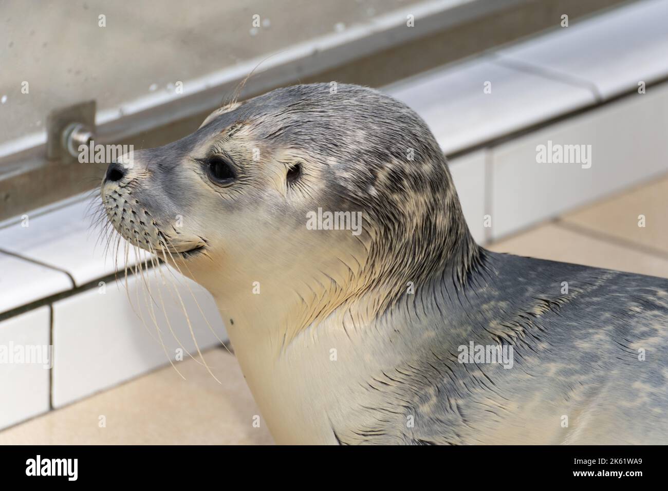Harbour seal baby -Fotos und -Bildmaterial in hoher Auflösung – Alamy