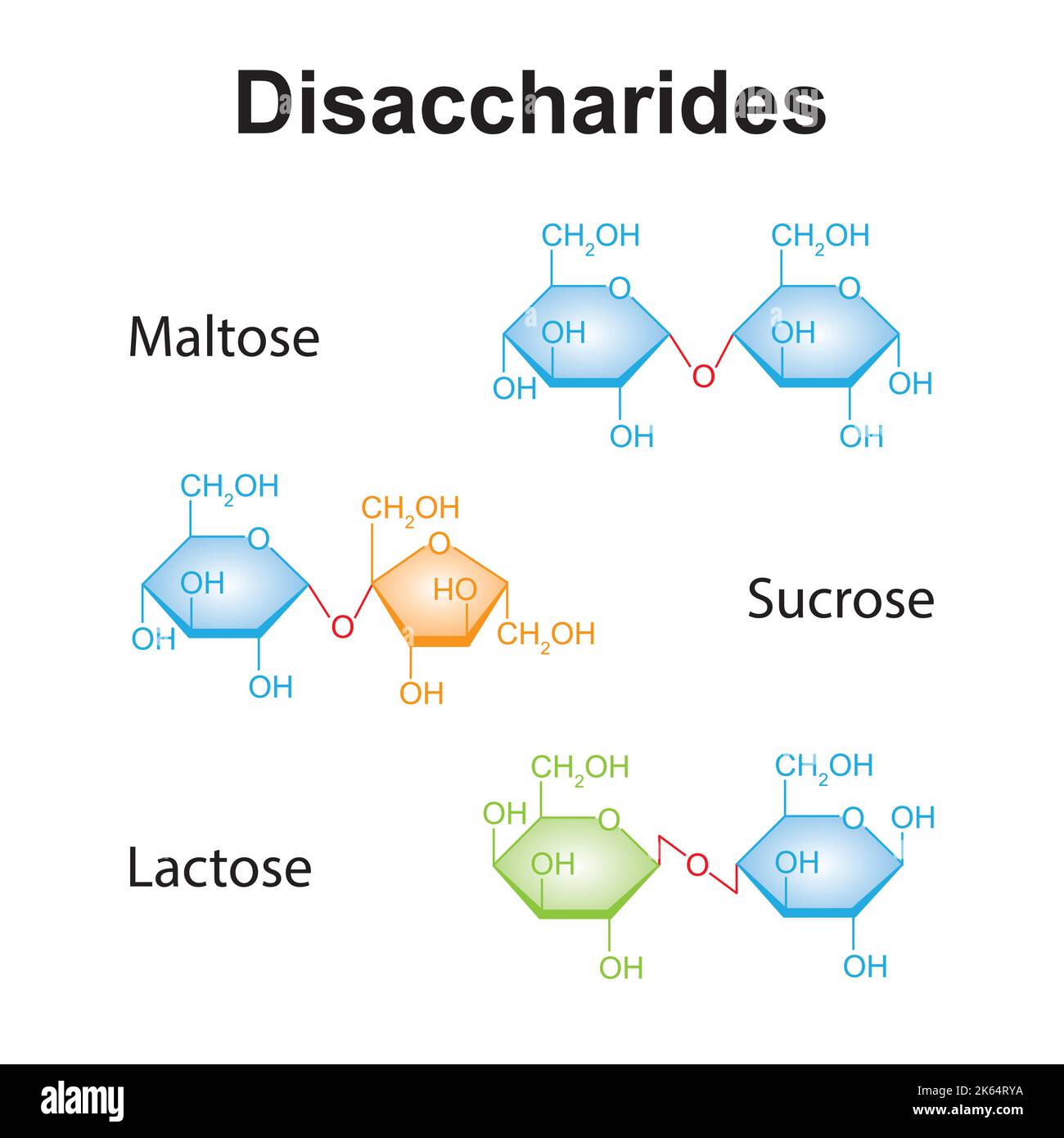 Chemische Illustration von Disacchariden. Maltose, Sucrose Und Laktose ...