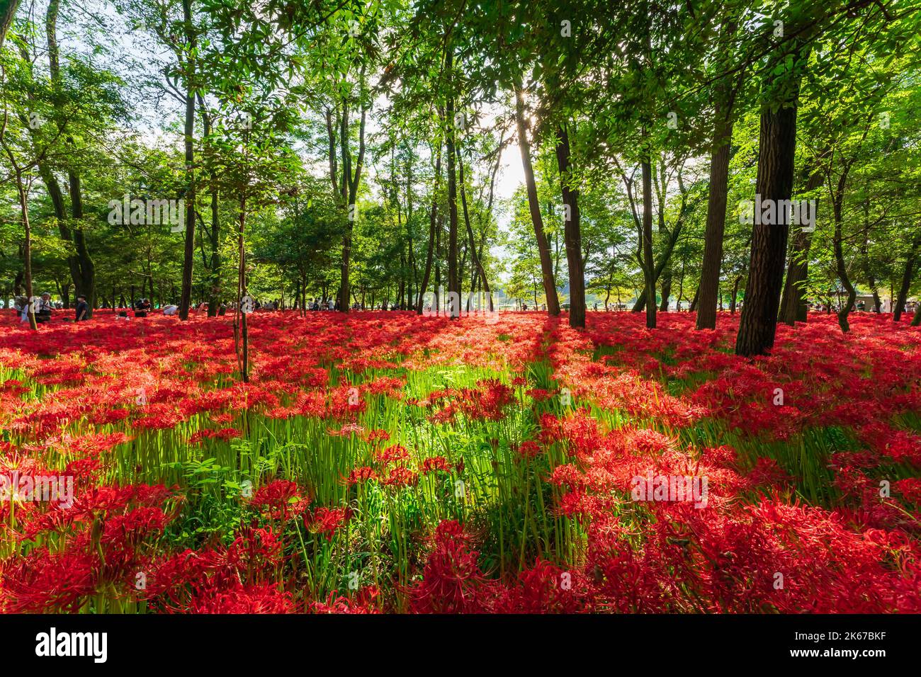 Lycoris radiata red spider lily -Fotos und -Bildmaterial in hoher ...