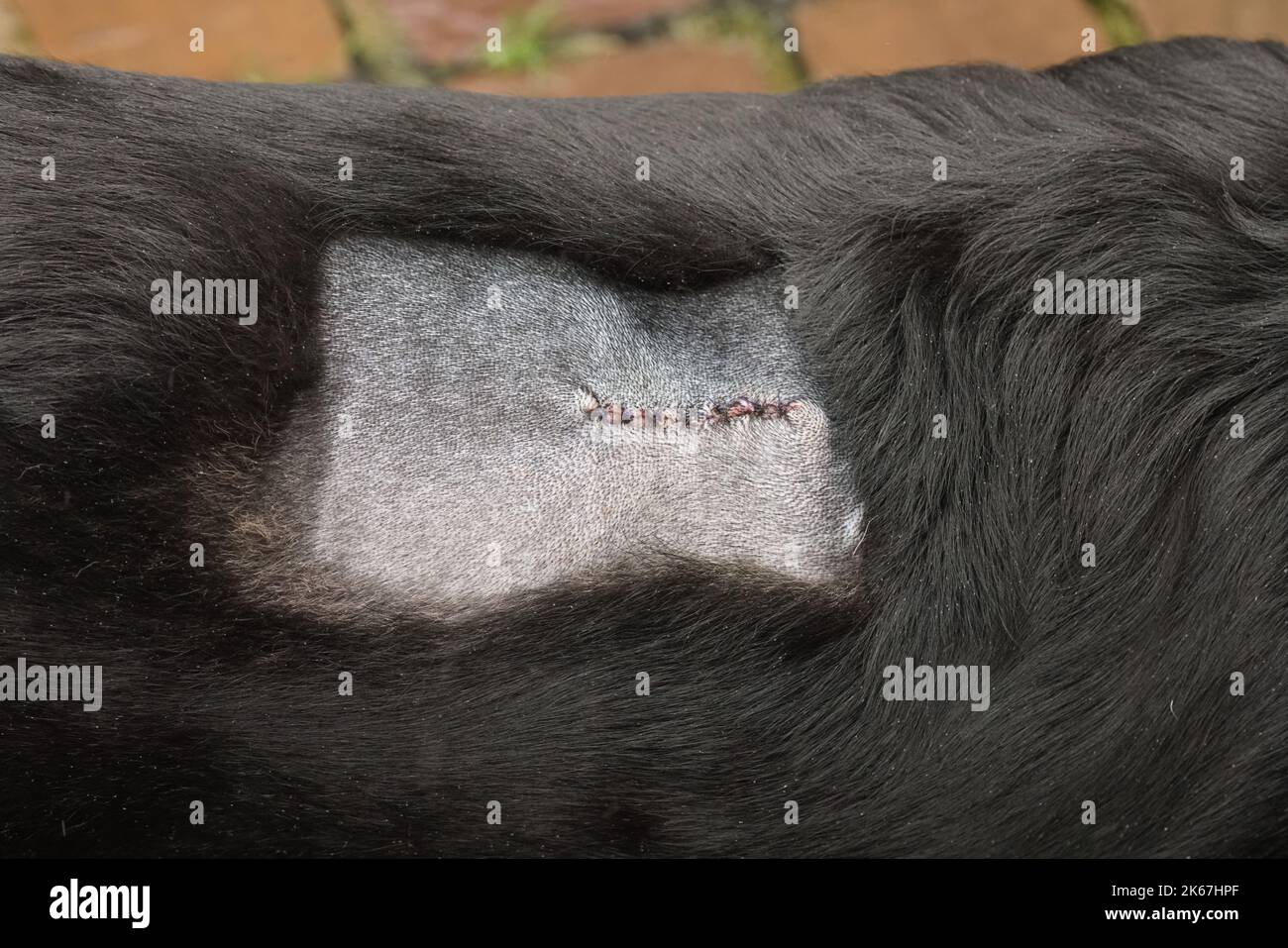 Detaillierte Nahaufnahme eines schwarzhaarigen Hirtenhundes mit ...