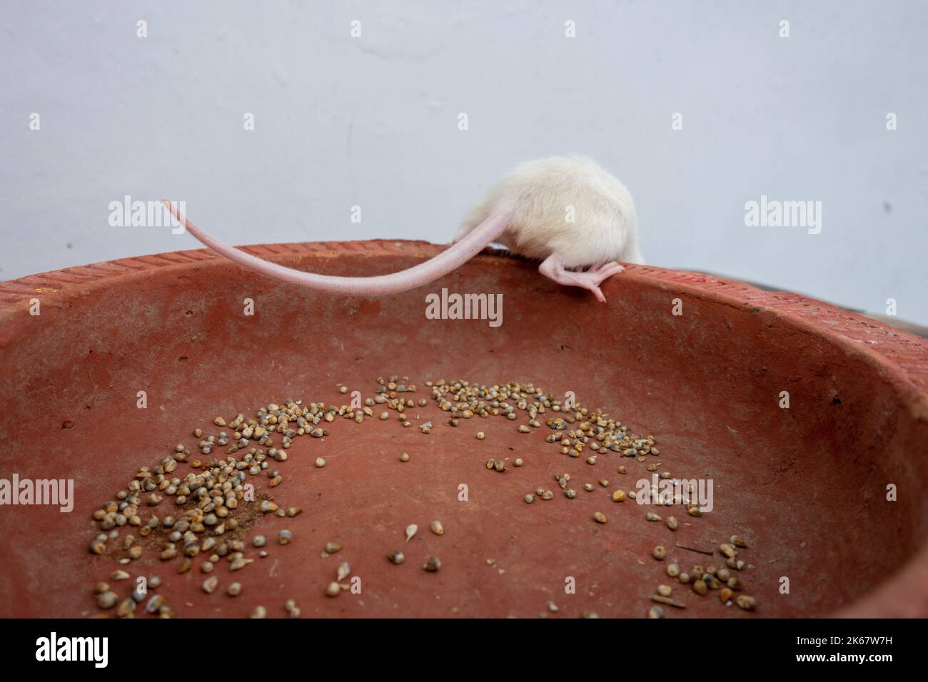 Laboratory mouse mus musculus -Fotos und -Bildmaterial in hoher ...