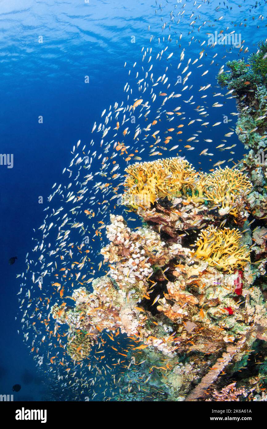 ägypten fisch hartkorallen marine -Fotos und -Bildmaterial in hoher ...