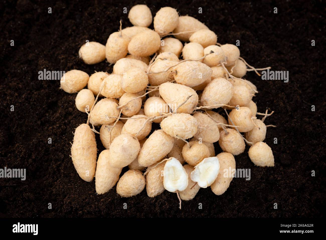 Tippy tamboo -Fotos und -Bildmaterial in hoher Auflösung – Alamy