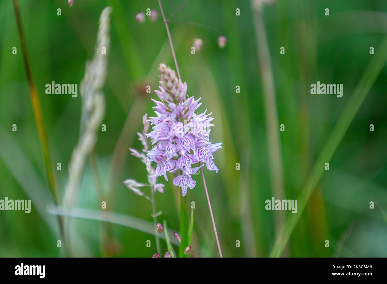 Der IPCC hat viele Pflanzenarten im Moor von Allen registriert, Heather ...