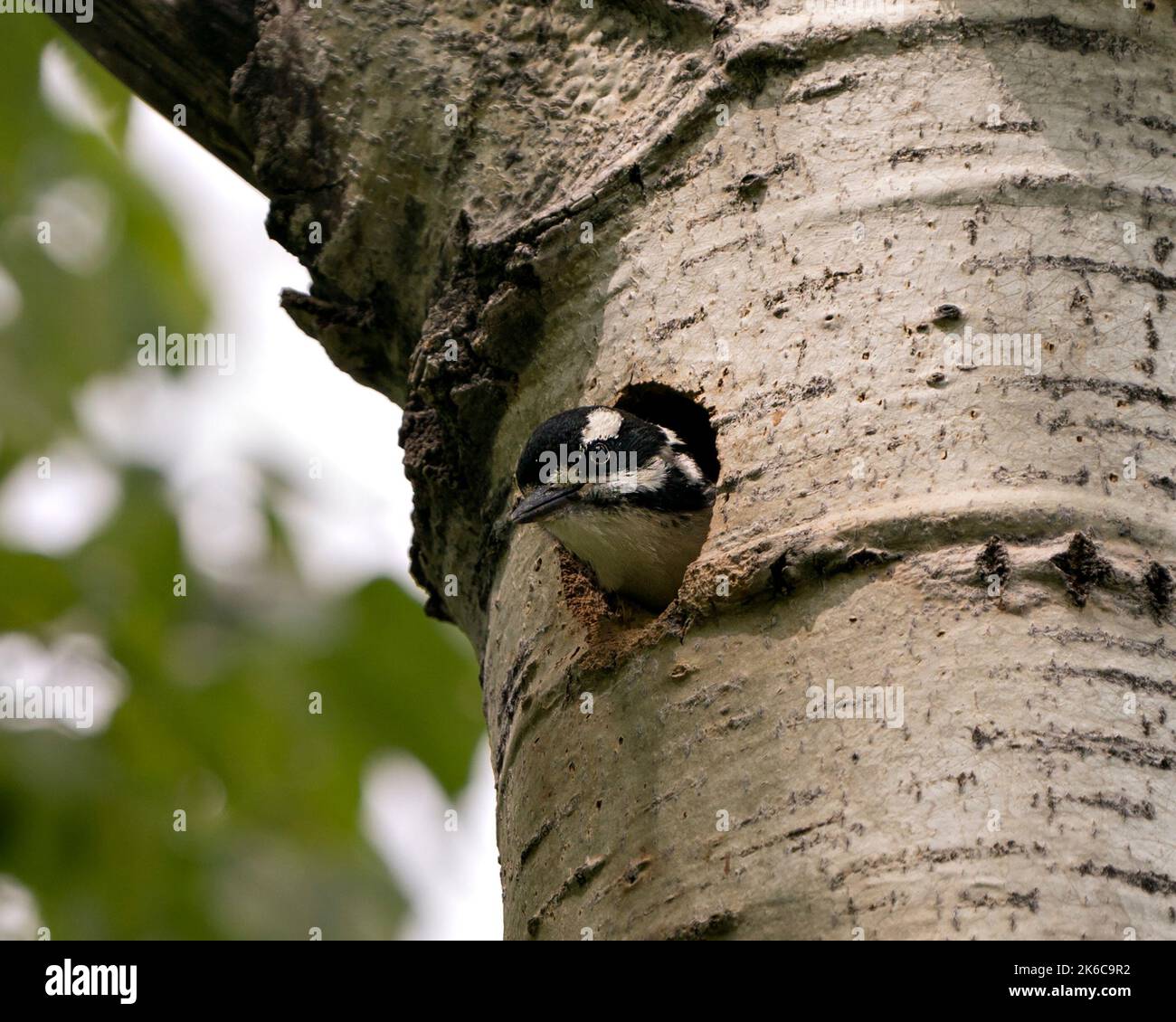 Specht lernt vogelfoto -Fotos und -Bildmaterial in hoher Auflösung – Alamy