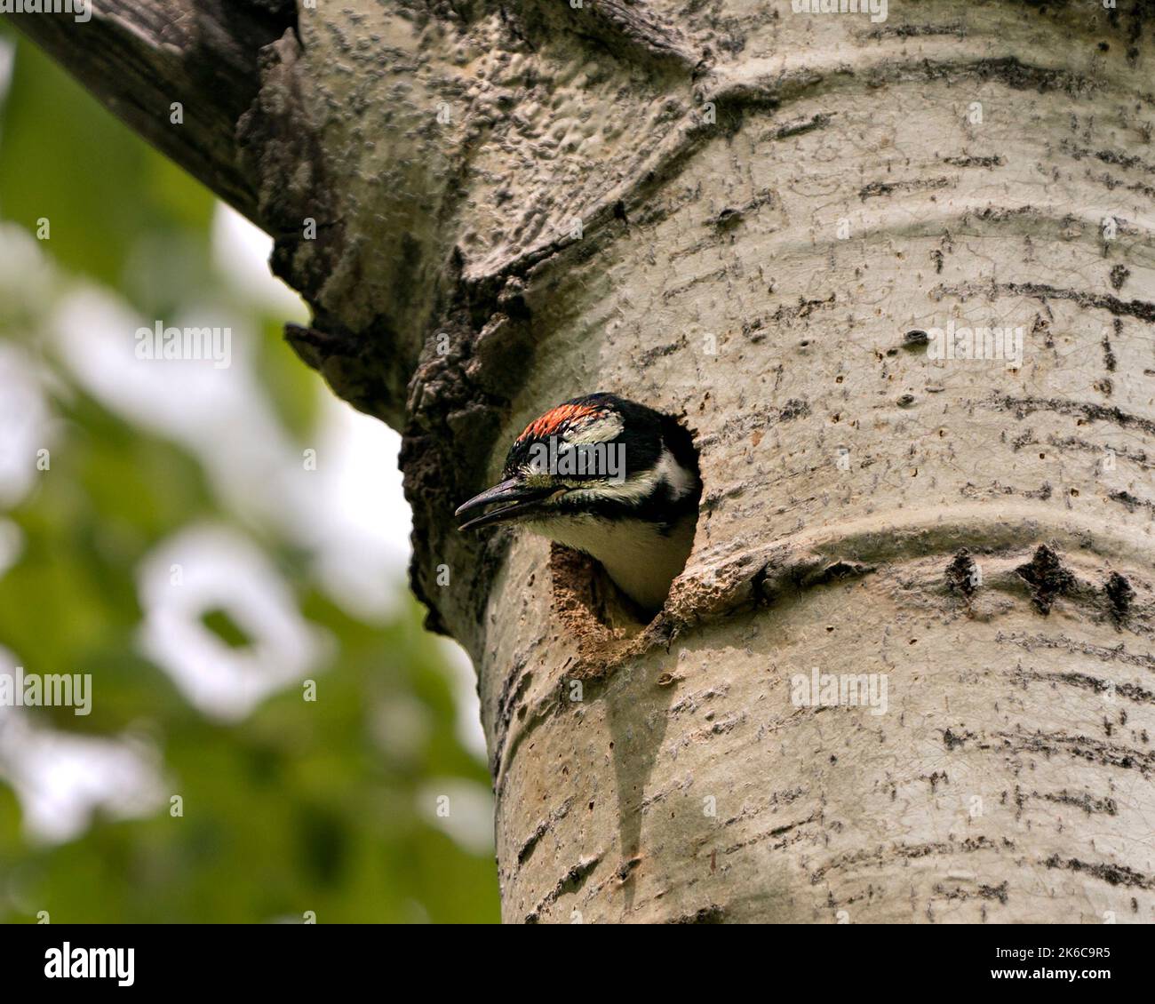Specht kalender vogelfoto -Fotos und -Bildmaterial in hoher Auflösung – Alamy