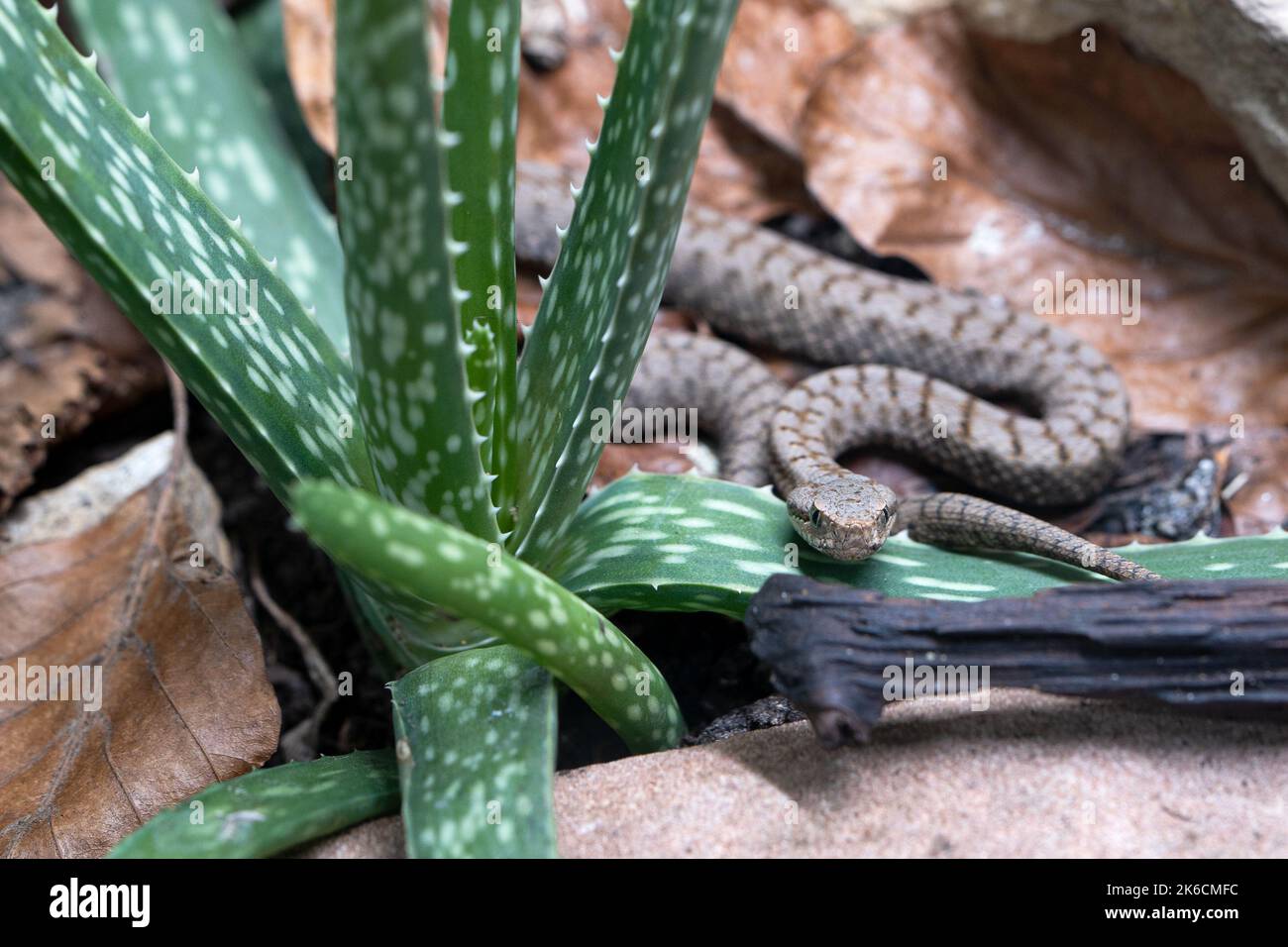 Asp viper vipera aspis vipera -Fotos und -Bildmaterial in hoher ...