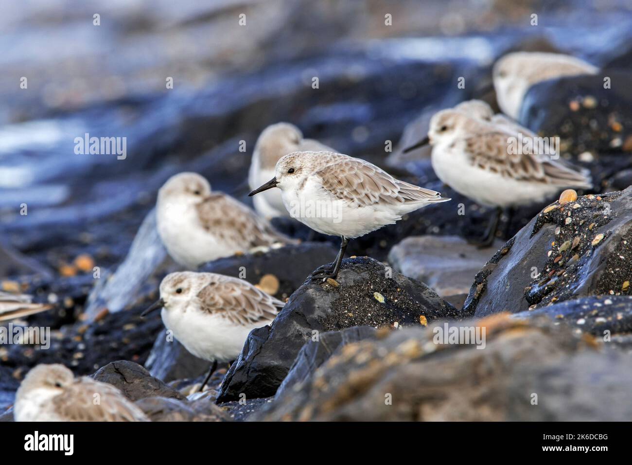 Schar von Sanderlingen (Calidris alba) im nicht-brütenden Gefieder, der ...
