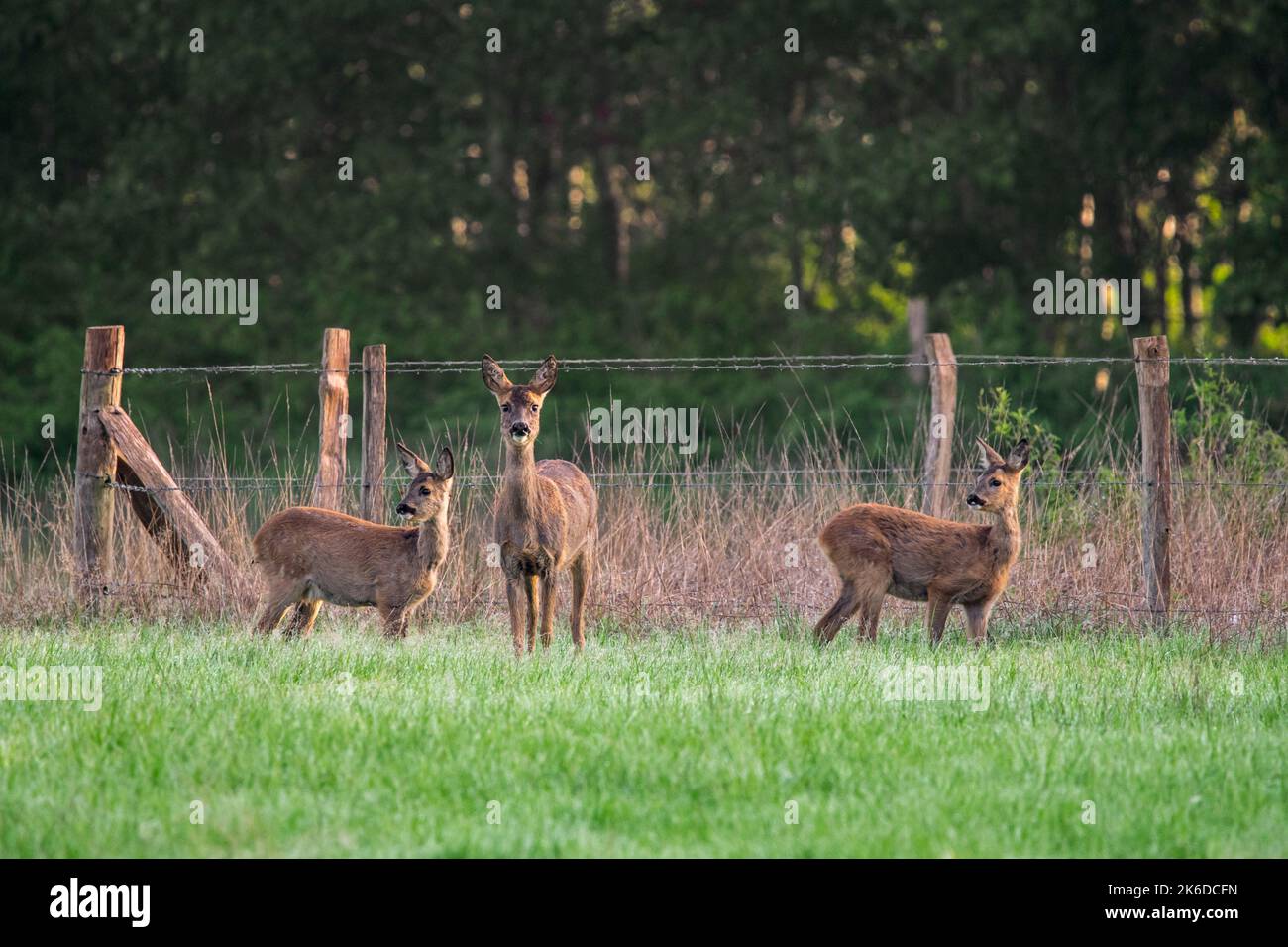 Europäisches Reh (Capreolus capreolus) Weibchen / Rehe mit zwei Jungen ...