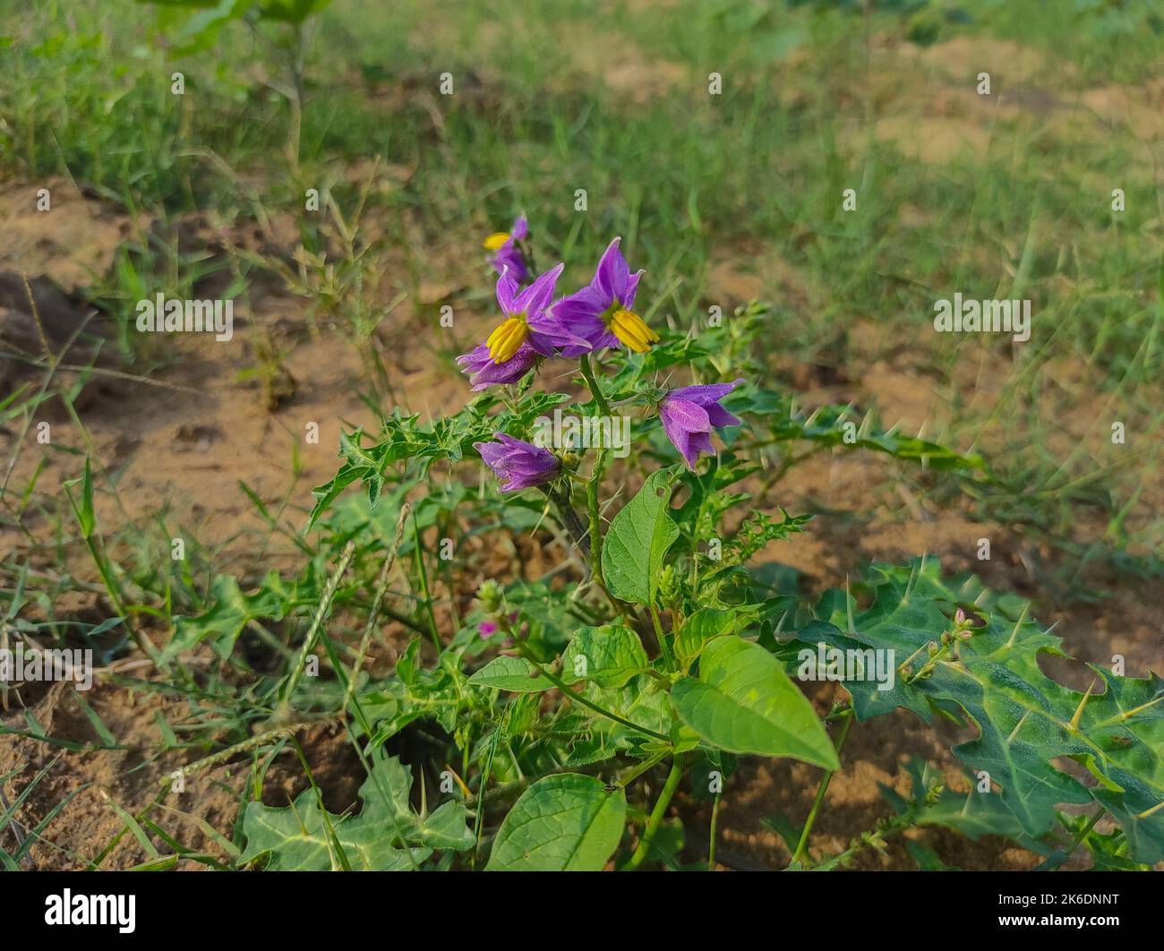 Choti kateri -Fotos und -Bildmaterial in hoher Auflösung – Alamy