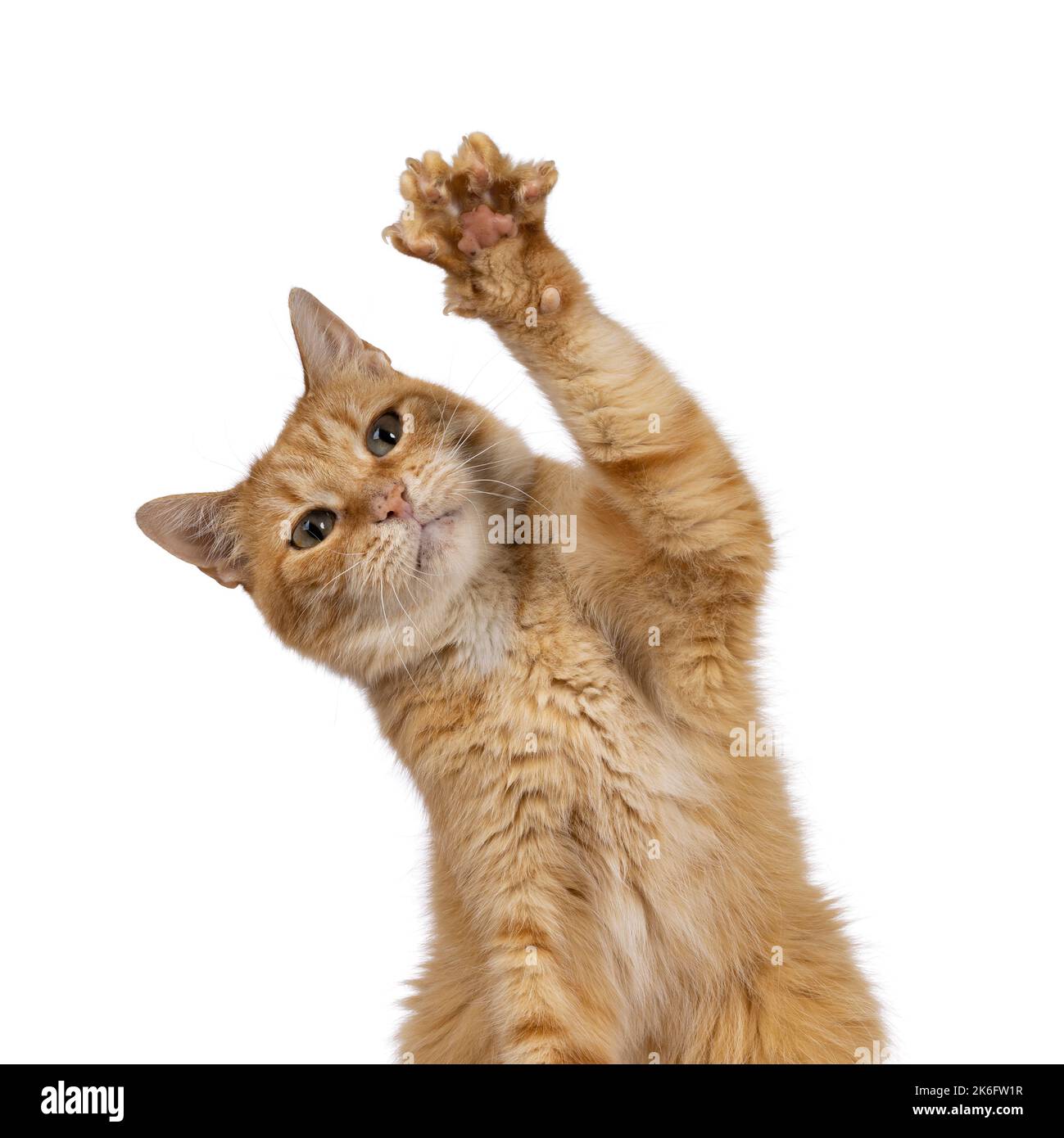 Lustige Kopfaufnahme einer erwachsenen süßen roten Hauskatze, die mit ...