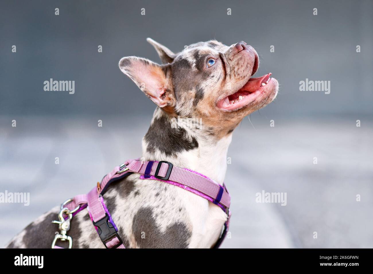 Brachycephalic syndrome -Fotos und -Bildmaterial in hoher Auflösung – Alamy