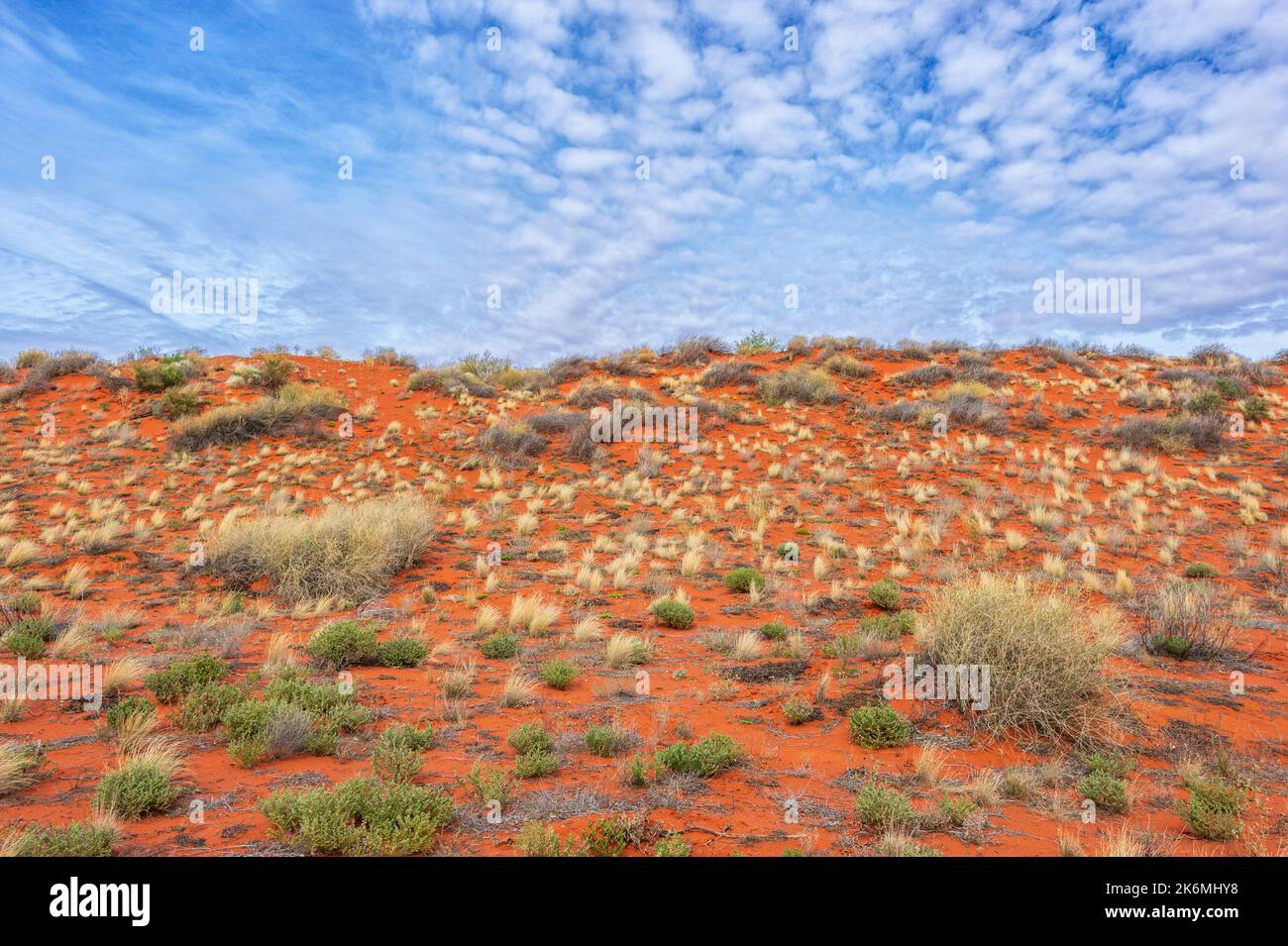Rote Sanddünen und typische Vegetation in der Simpson Desert, Northern ...