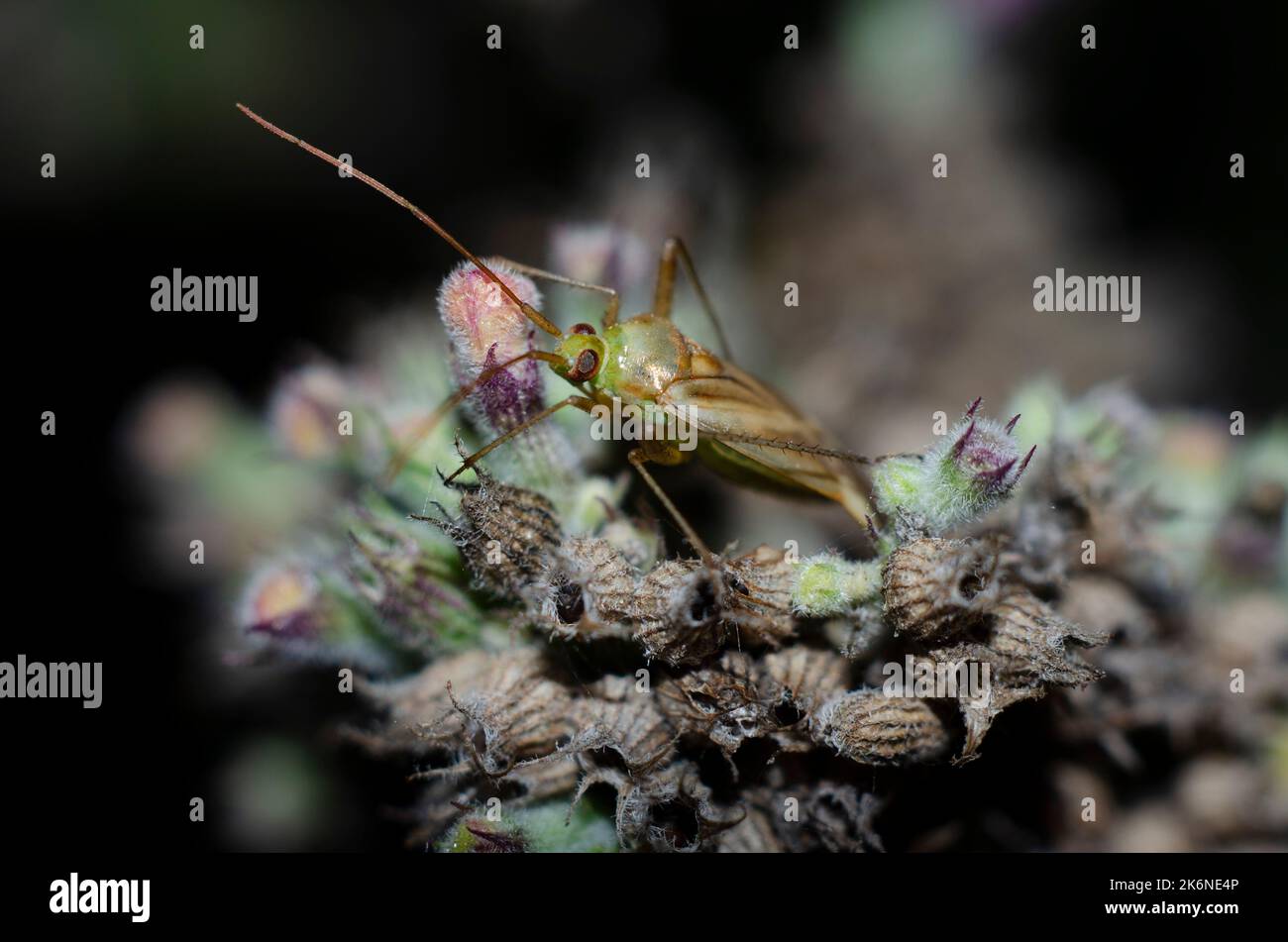 Schönes insekt -Fotos und -Bildmaterial in hoher Auflösung – Alamy