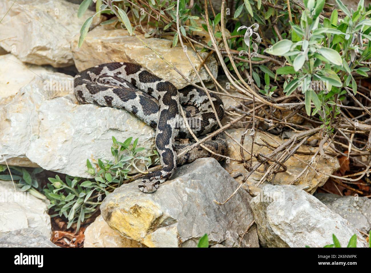 Osmanische viper montivipera xanthina -Fotos und -Bildmaterial in hoher ...