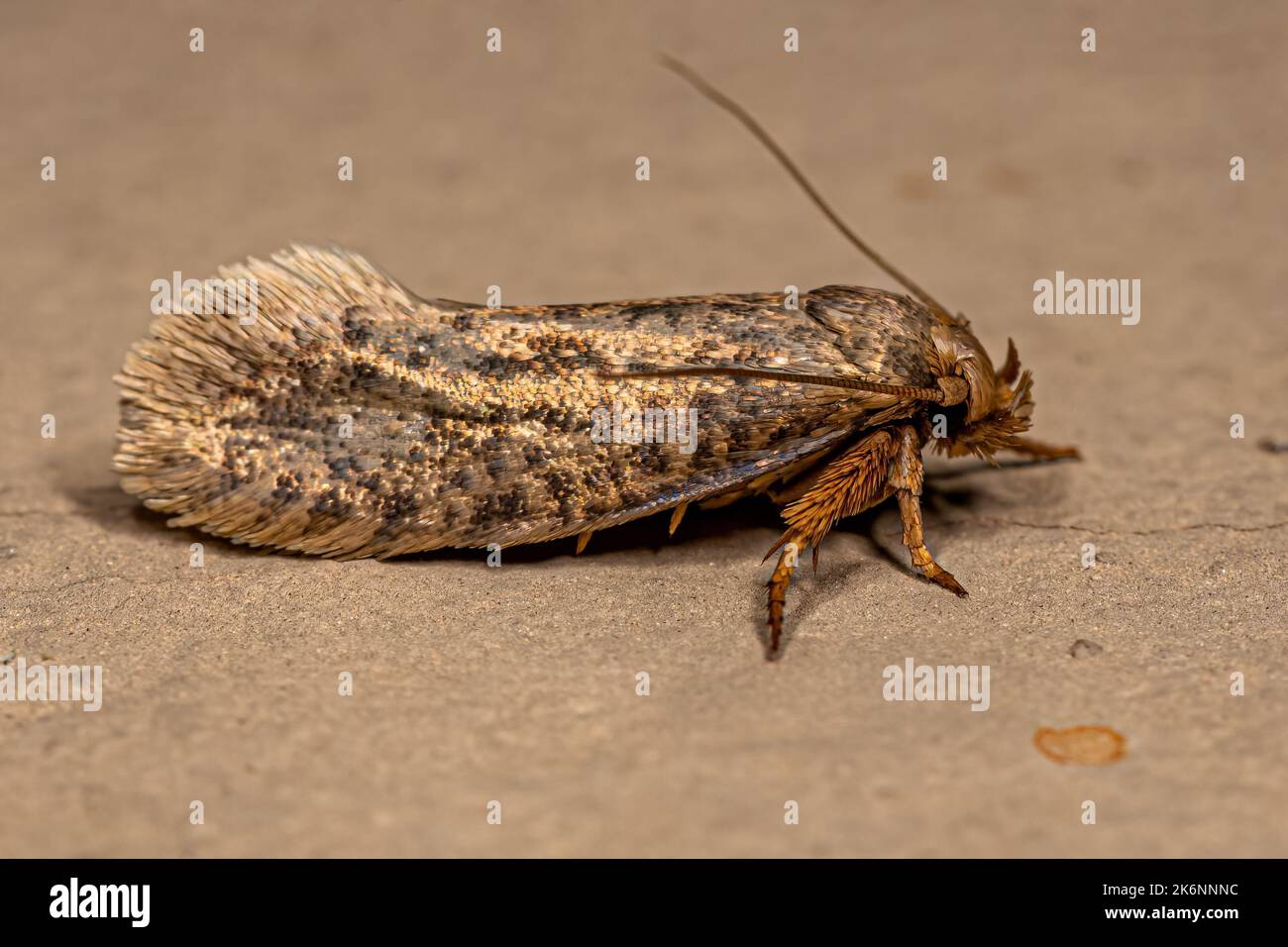 Moth tineidae -Fotos und -Bildmaterial in hoher Auflösung – Alamy