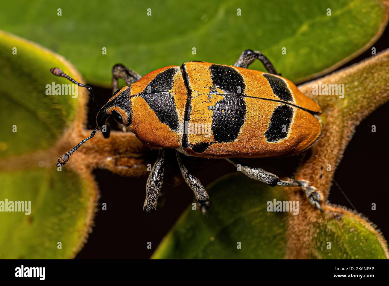 Cholus annulatus -Fotos und -Bildmaterial in hoher Auflösung – Alamy