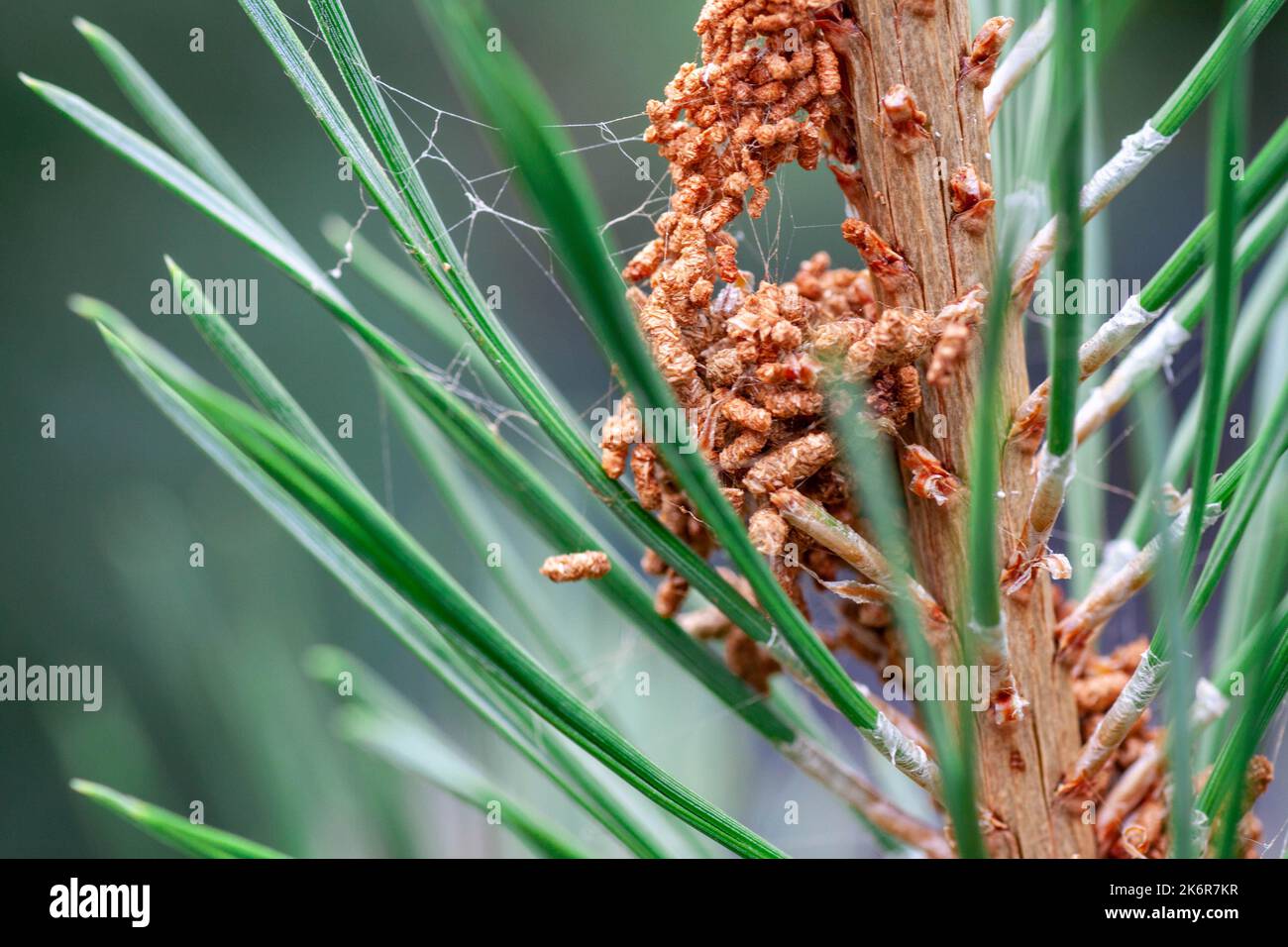 Kiefer Schadlinge Bilder