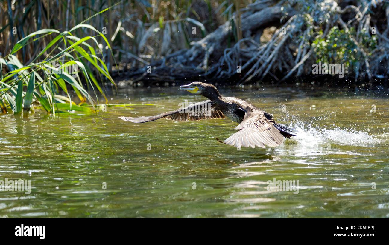 Kormorane noirs -Fotos und -Bildmaterial in hoher Auflösung – Alamy